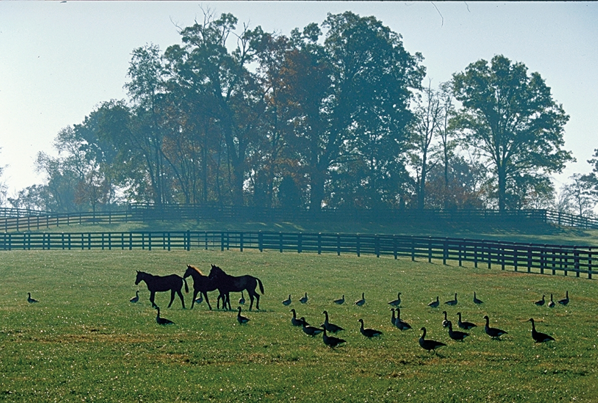 Uncovering Hidden Gems in Virginia Horse Country - Family Travels on a ...